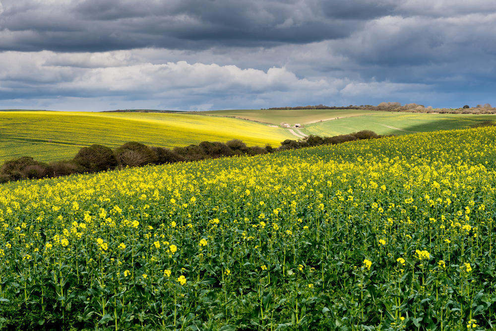 Sussex in Bloom: Inspirational Spring Adventures Await | Wicked Good ...