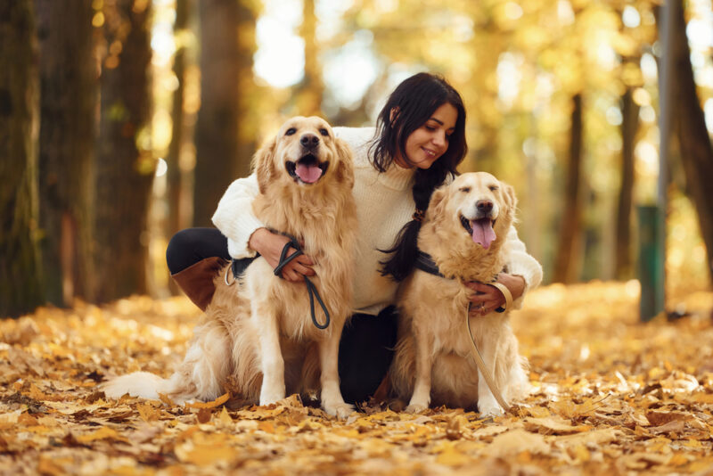 5 Fun Dog-Friendly Fall Getaways in New England You and Your Pet Will ...
